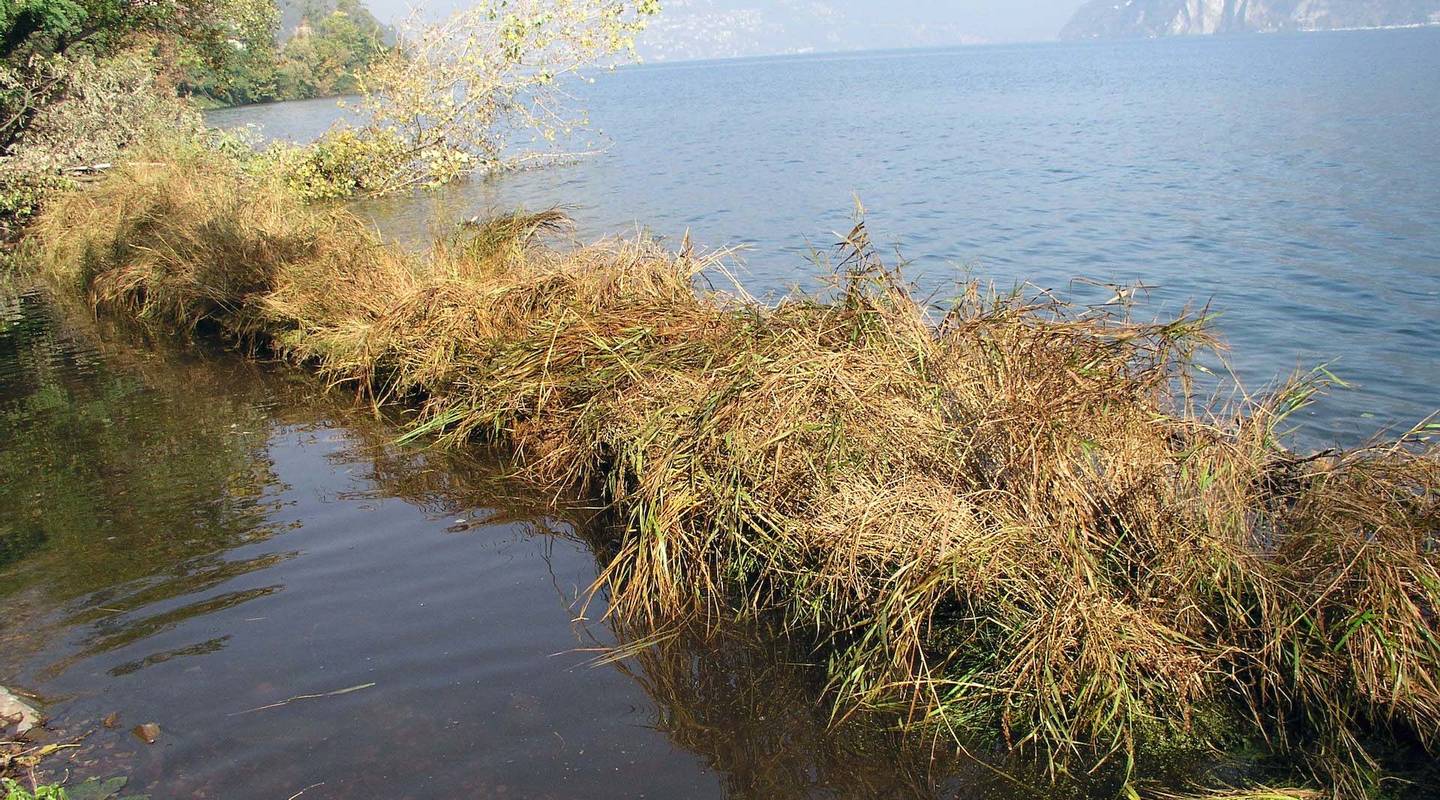 Nuova vita ai canneti del Ceresio | Pro Natura Ticino