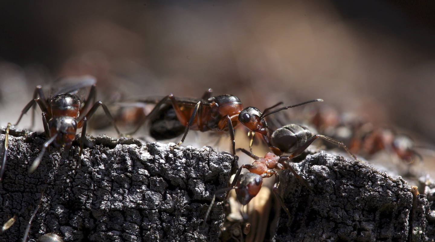 Le formiche: domande e risposte | Pro Natura Ticino