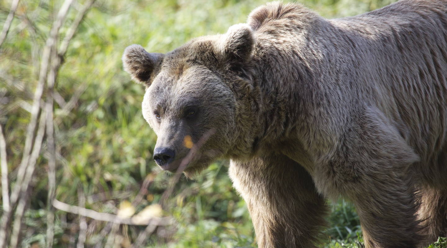 Storia cronologica della ricomparsa dell’orso in Svizzera | Pro Natura ...
