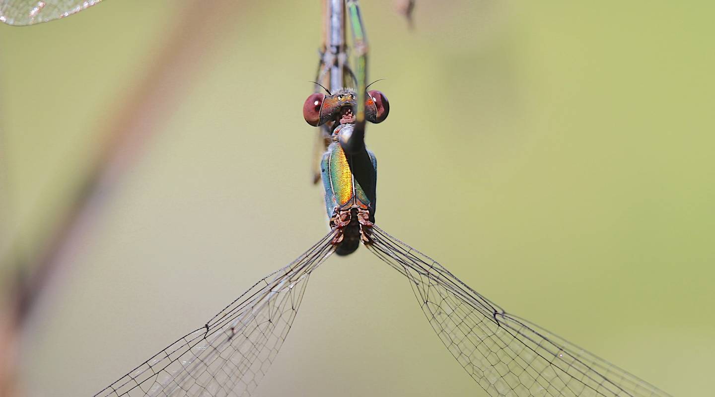 Scoprire gli insetti | Pro Natura Ticino