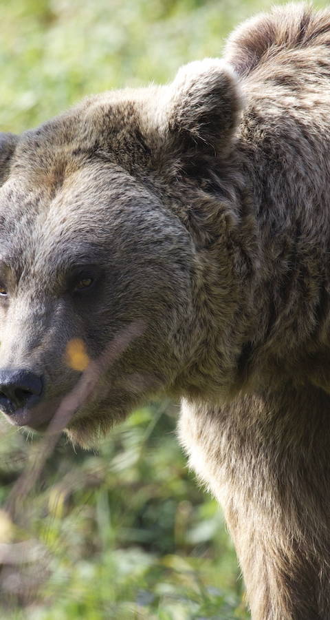 Storia cronologica della ricomparsa dell’orso in Svizzera | Pro Natura ...